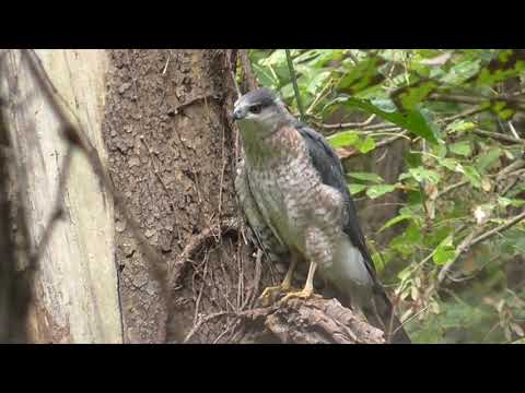 sharp shin hawk with broken wing - YouTube