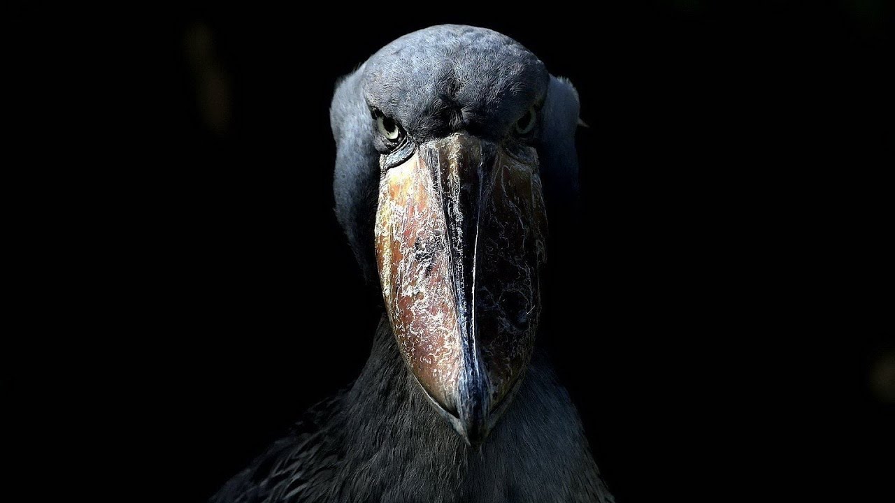 The Shoebill is the strangest bird in the world | Top Amazing facts ...