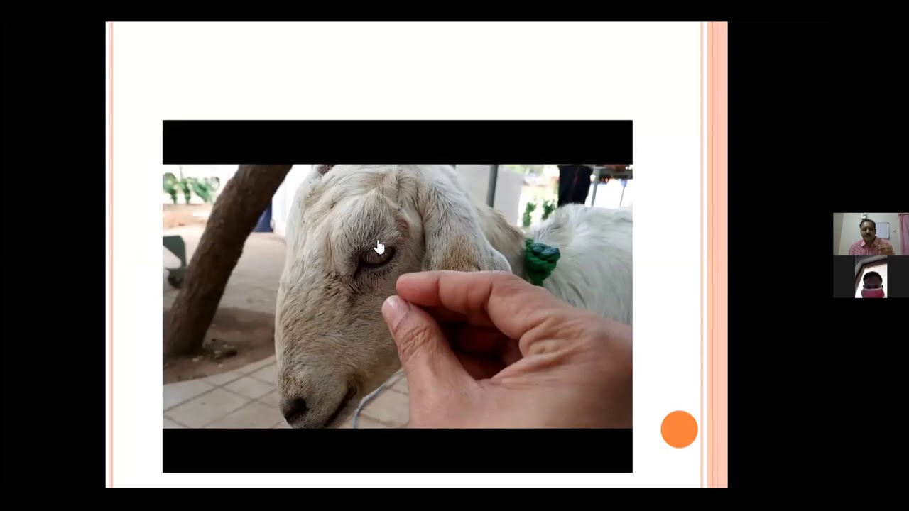 CLINICAL CASES IN LARGE ANIMAL PRACTICE – FAST TRACK DISCUSSION - YouTube