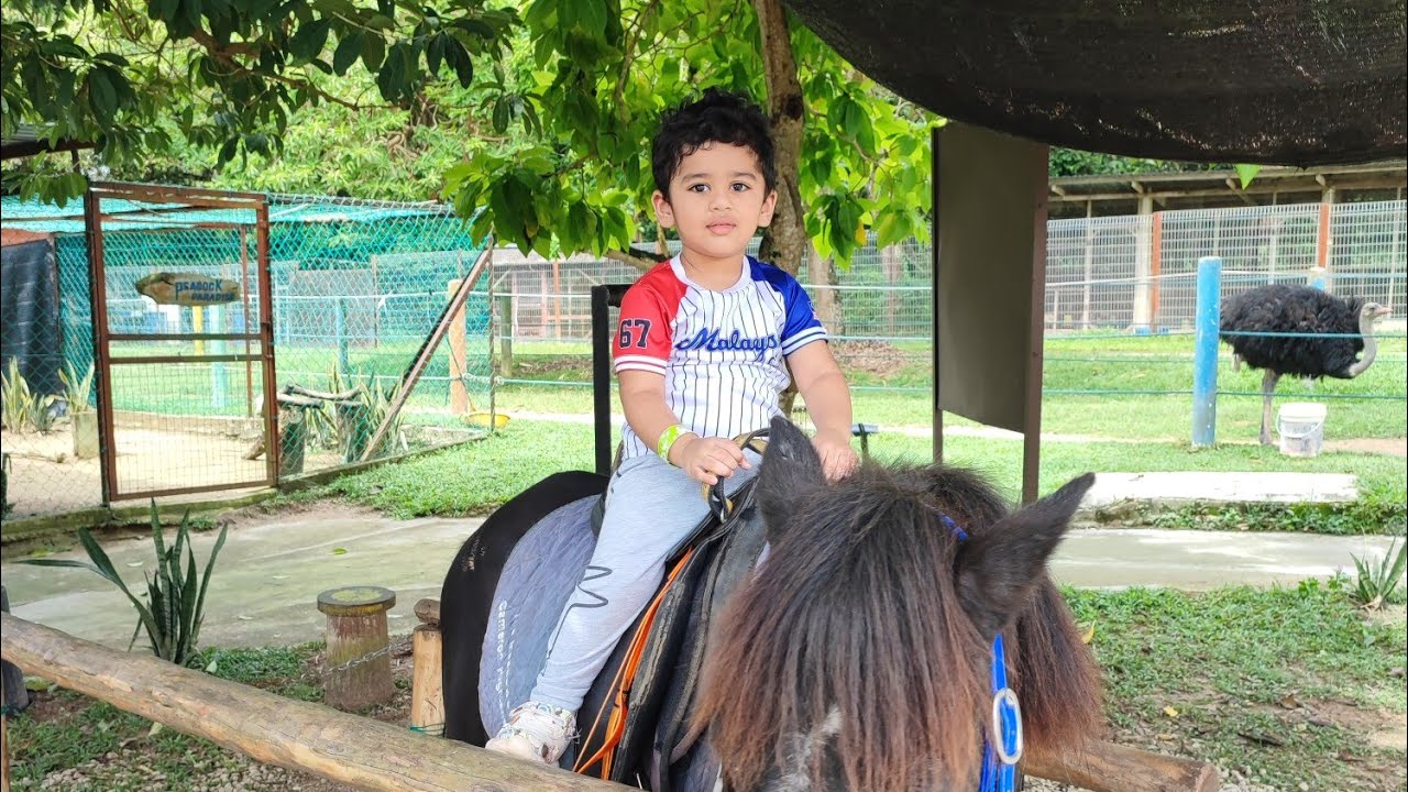 PD Ostrich Show Farm, Port Dickson - YouTube