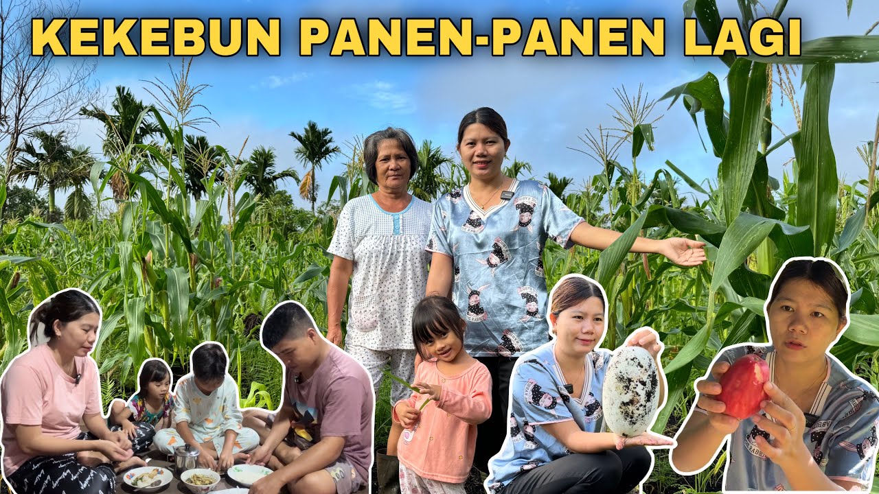 PANEN-PANEN LAGI DIKEBUN BERSAMA MAMA DAN MASAK KODOK KA CHIANG MA ...