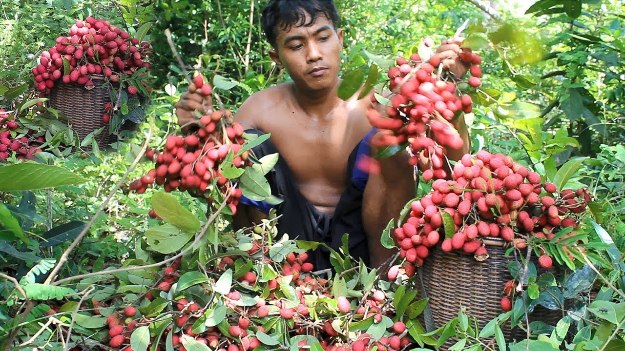 Primitive Technology: Find Wild Fruits - YouTube