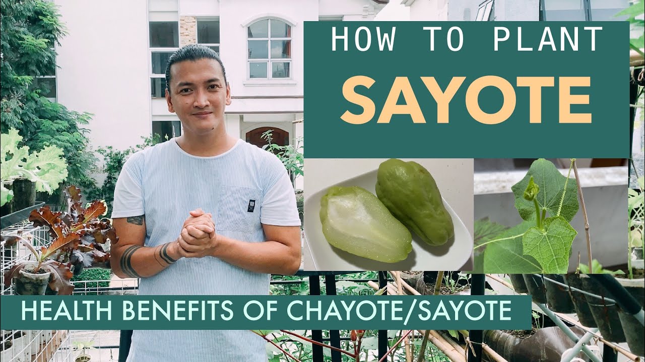 PAANO MAGTANIM ng SAYOTE | Planting Sayote / Chayote in a CONTAINER ...