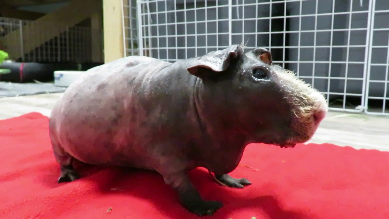 Caring For A Senior Skinny Pig - YouTube