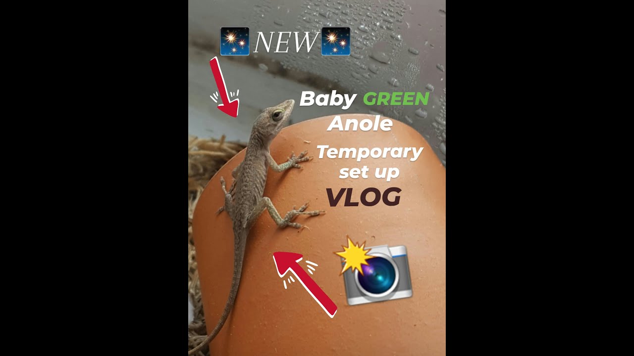 (VLOG 🎥) NEWBORN BABY GREEN ANOLE set up - YouTube