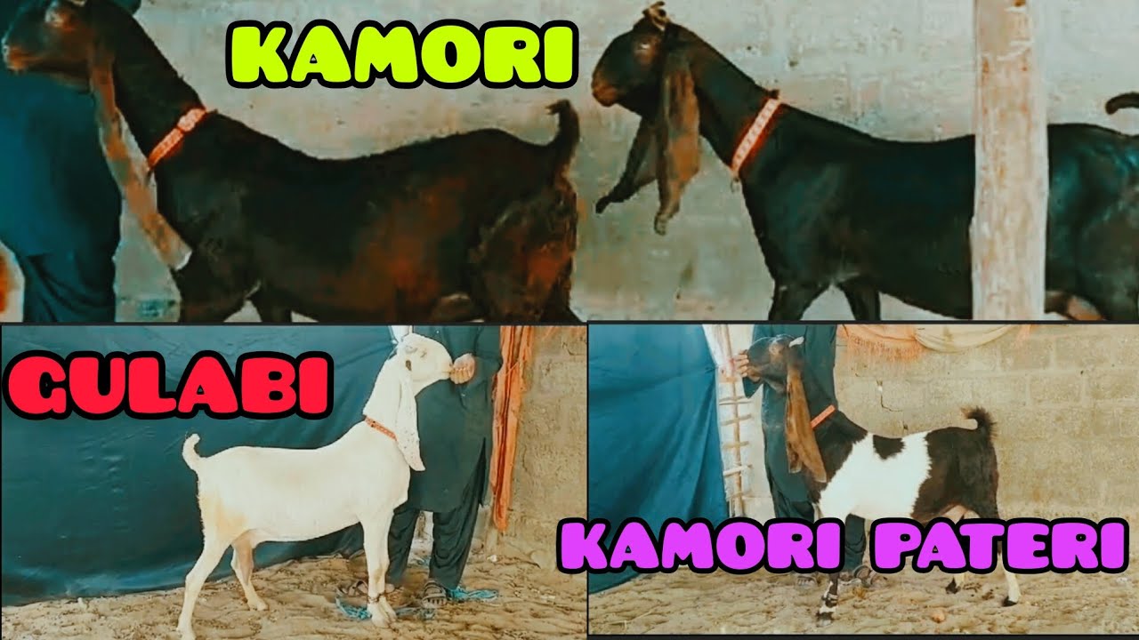 Karachi goat farming MASHALLAH new INTRY Gulabi kamori PATERI ...