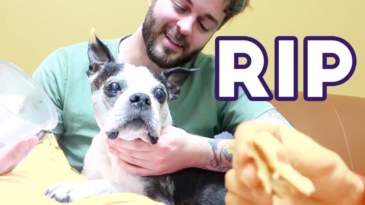 SAYING GOODBYE TO MY BEST FRIEND: A TRIBUTE TO BUSTER BEANS - YouTube