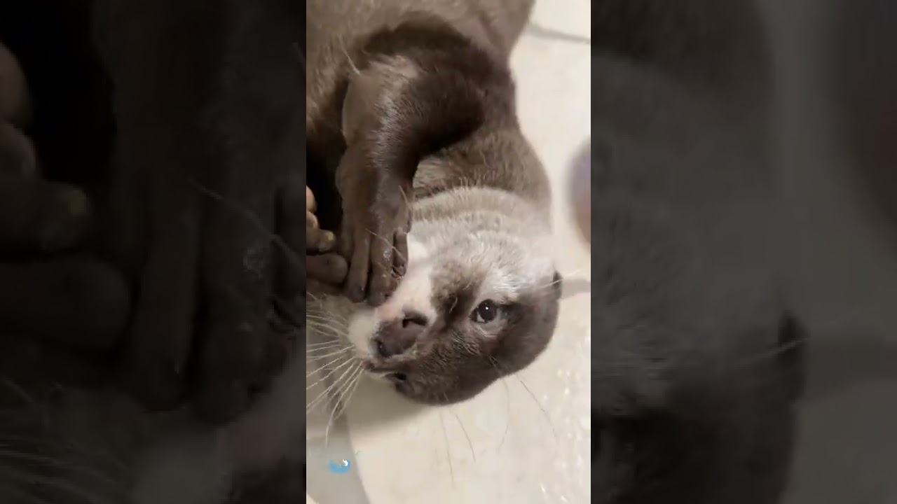 Talking Otter #shorts - YouTube