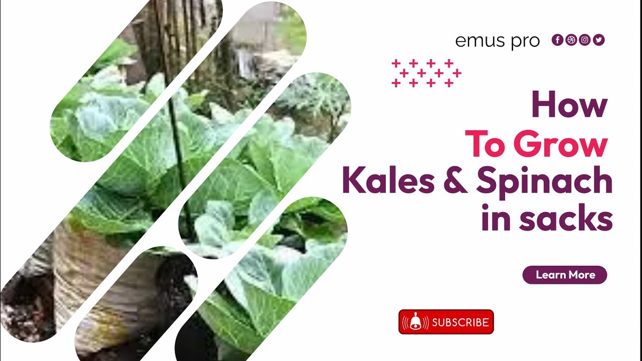 How to Grow Kales and Spinach |Applying Organic Manure| Ep 3 - YouTube