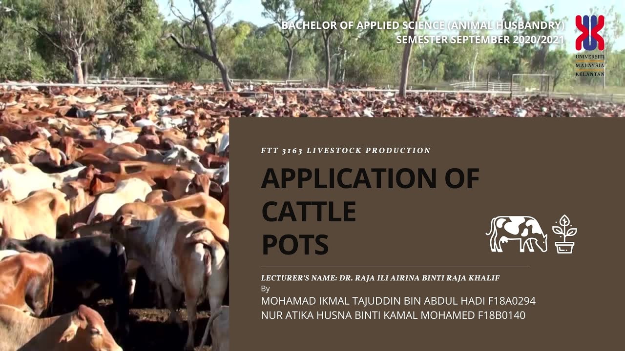 Application of Biodegradable Cattle Pots - YouTube