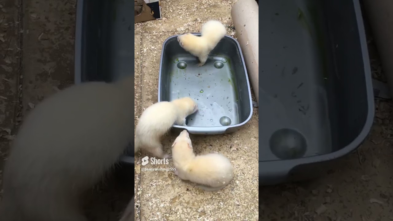 Working ferret kits having their first play in water - YouTube