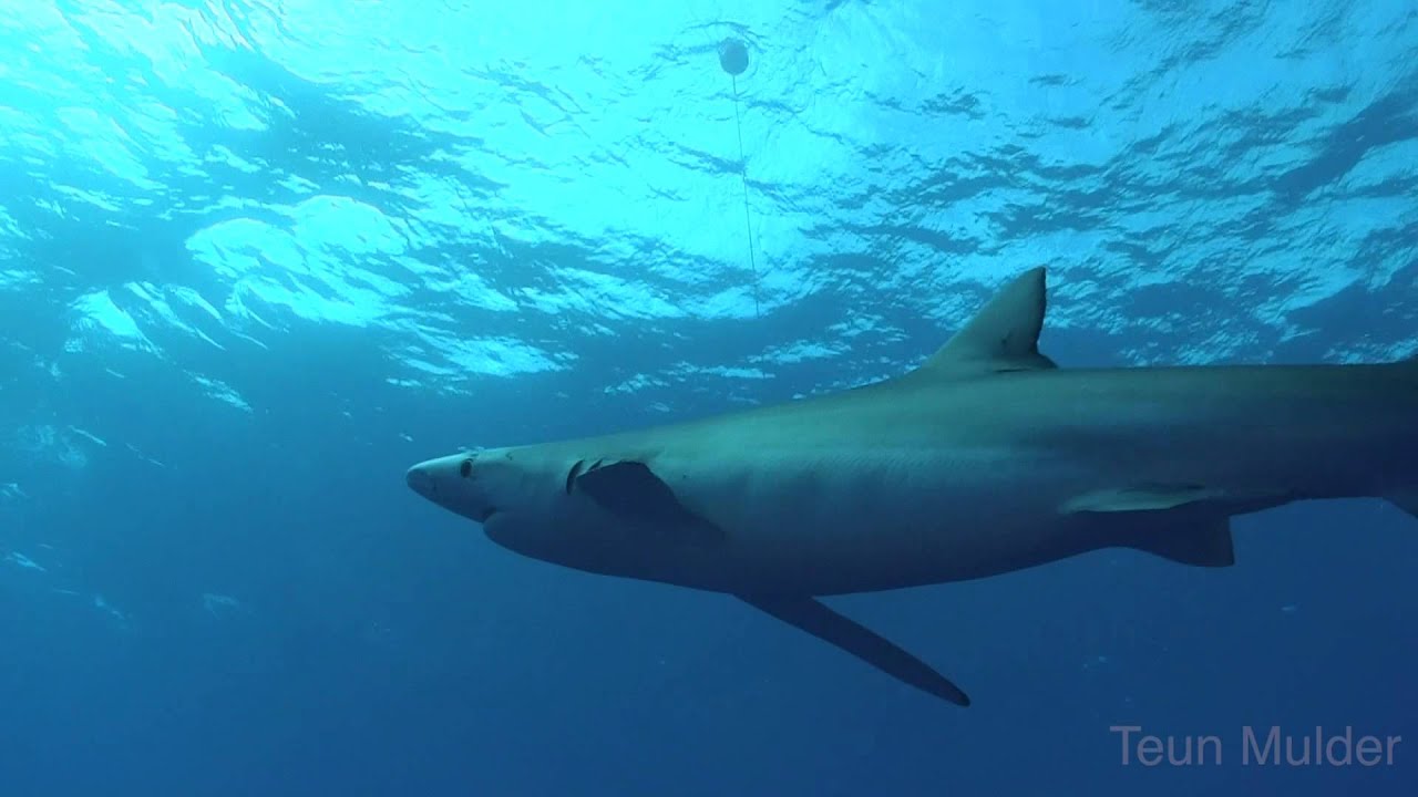 Azores Blue shark and Mako diving - YouTube