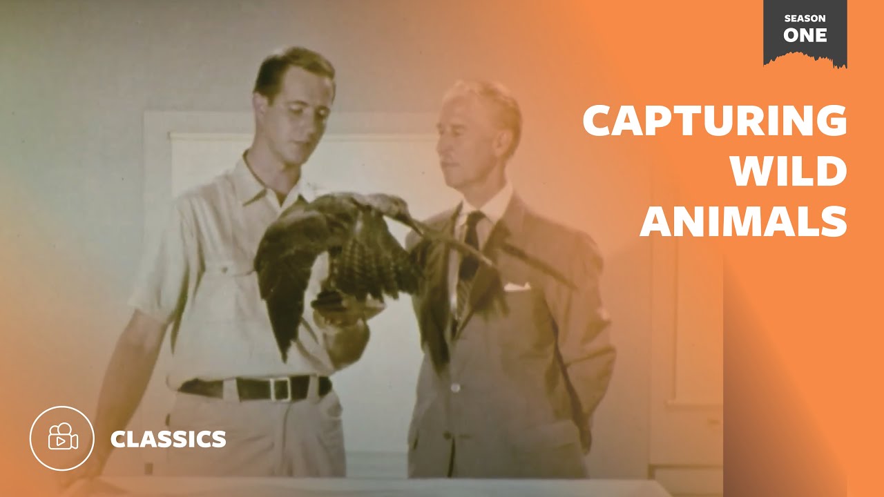 Capturing Wild Animals | Mutual of Omaha's Wild Kingdom - YouTube