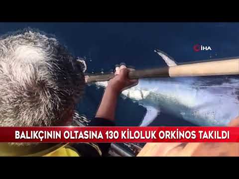130 kiloluk dev orkinos oltaya takıldı