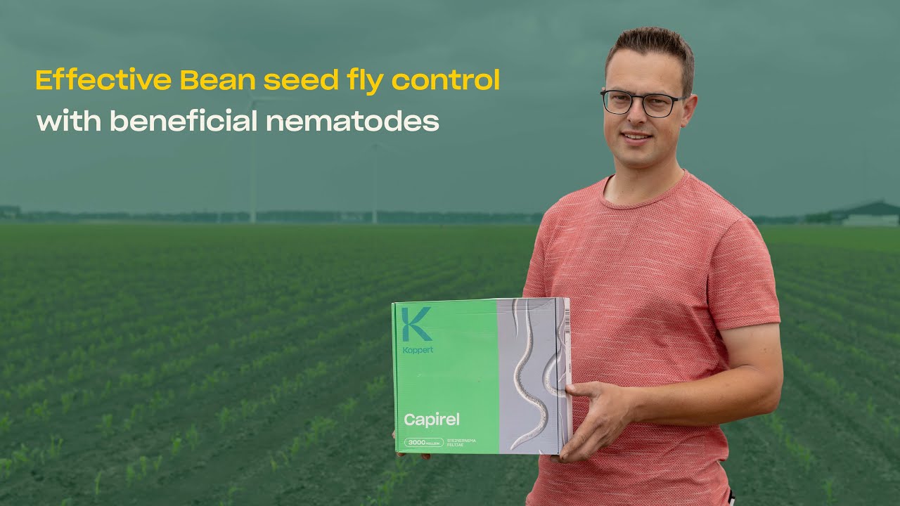 Effective Bean Seed Fly Control with Beneficial Nematodes: Organic ...