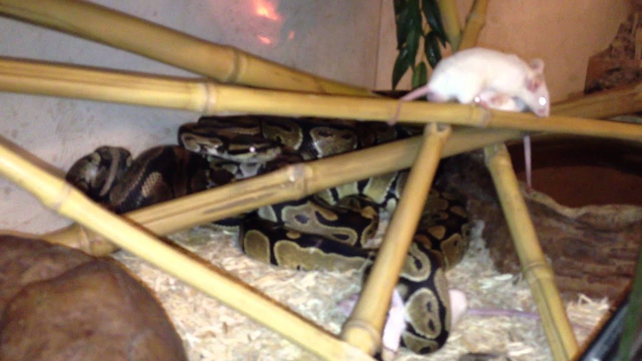 Repas Python Royal de Dams - YouTube