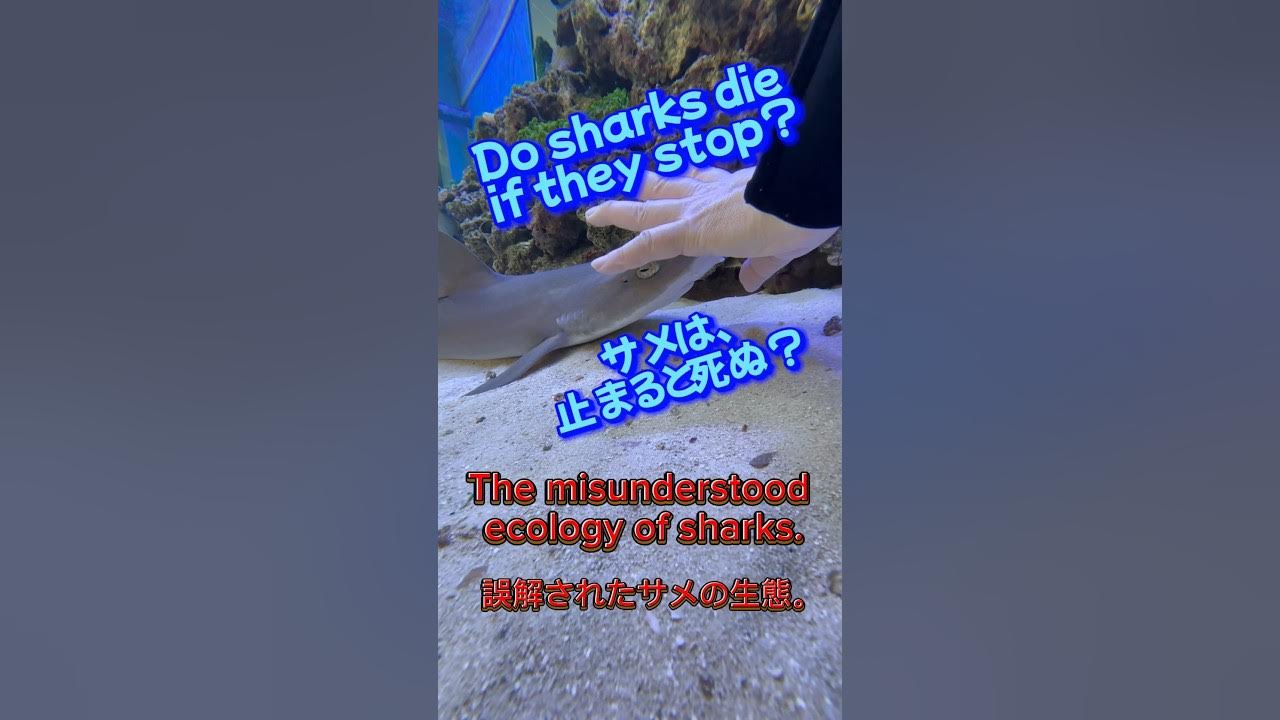 Do sharks die if they stop? サメは、止まると死ぬ？ #shark #サメ #aquarium - YouTube