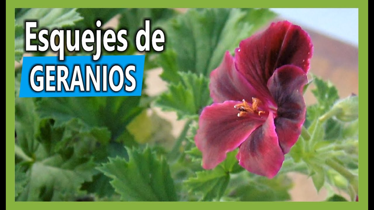 Cómo sacar esquejes de Geranios o planta de novio en nuestro Jardín ...