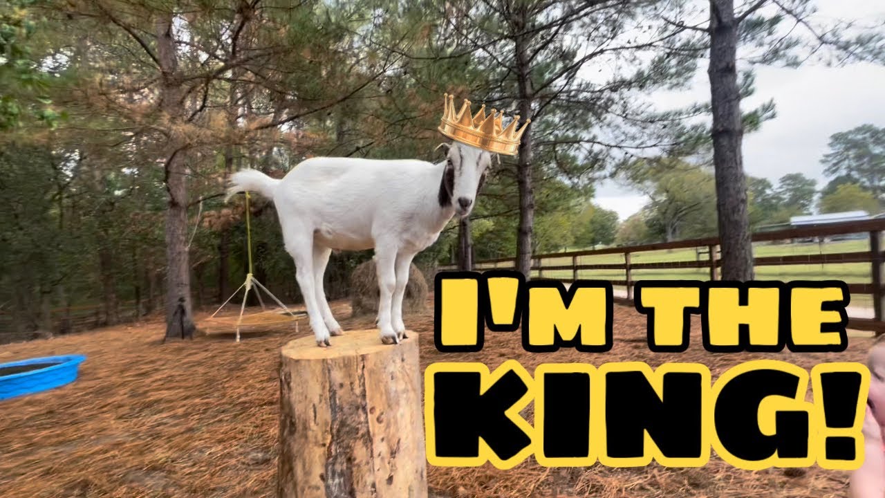 TRICK goat! - YouTube