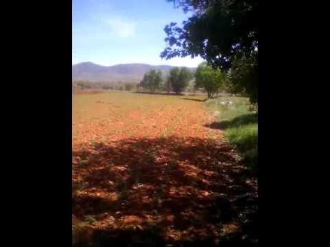ISRA SURESI  AYET 89-100 Rahmân ve Rahîm (olan) Al