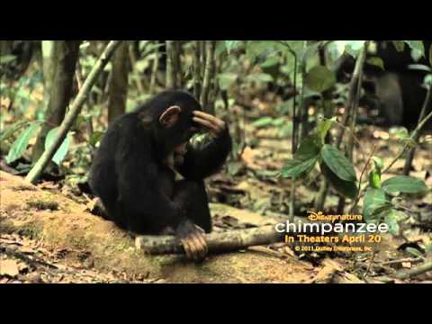 CHIMPANZEE NUT CRACKING - YouTube