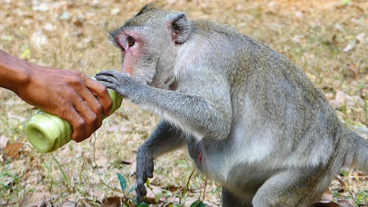 Jane Mom Monkey Getting Soy milk For More Energy - YouTube