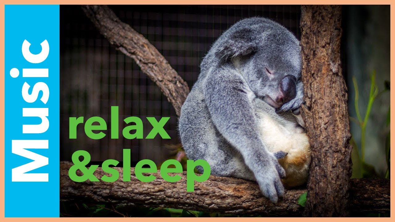 MEDITATE LIKE A KOALA | DEEP RELAXING MUSIC | 432 HZ BINAURAL BEATS ...