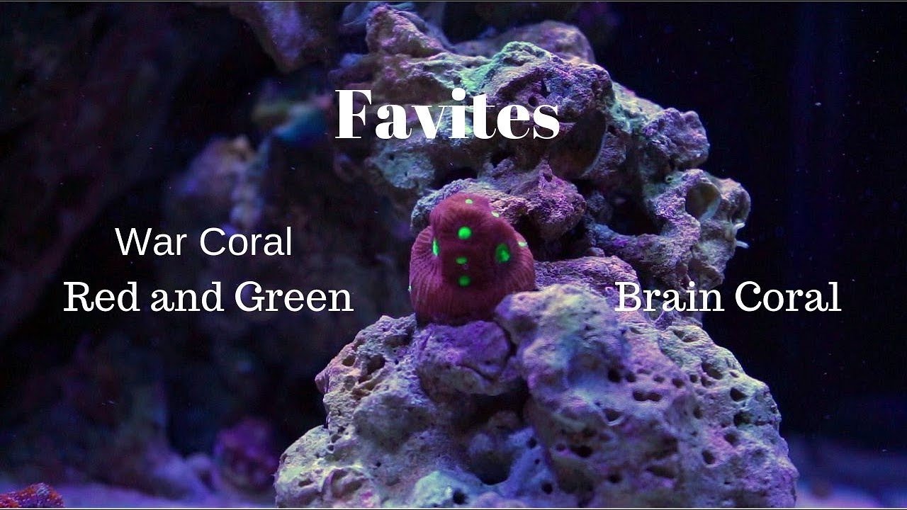Favites Coral - Description and Care - YouTube