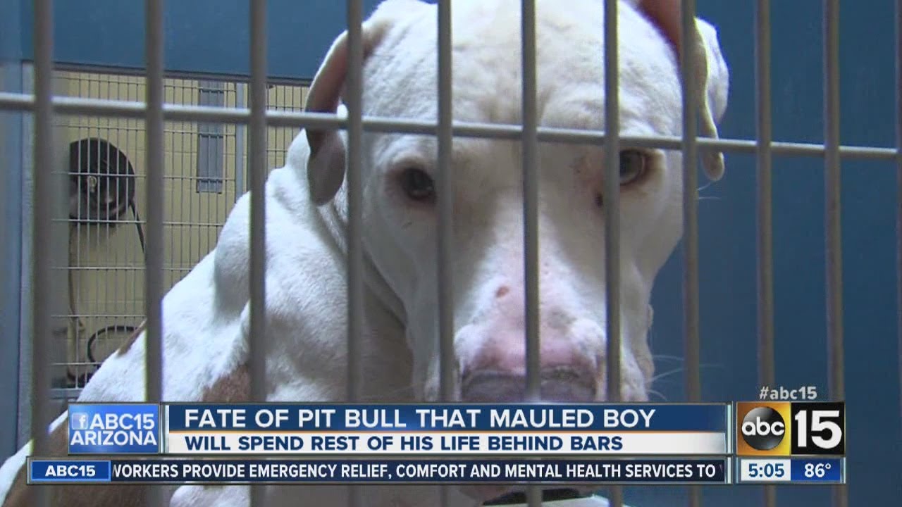 Mickey the pitbull will spend life behind bars - YouTube