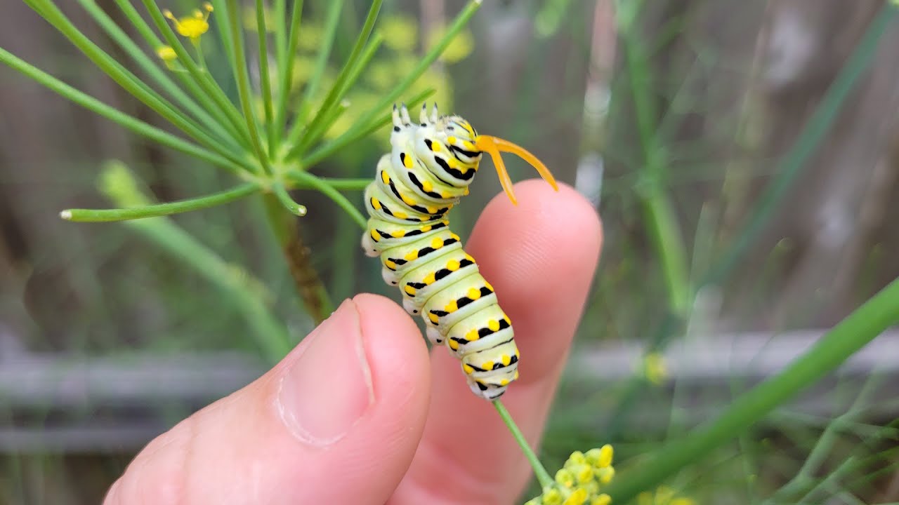 Black Swallowtail Caterpillar Threat Response - YouTube