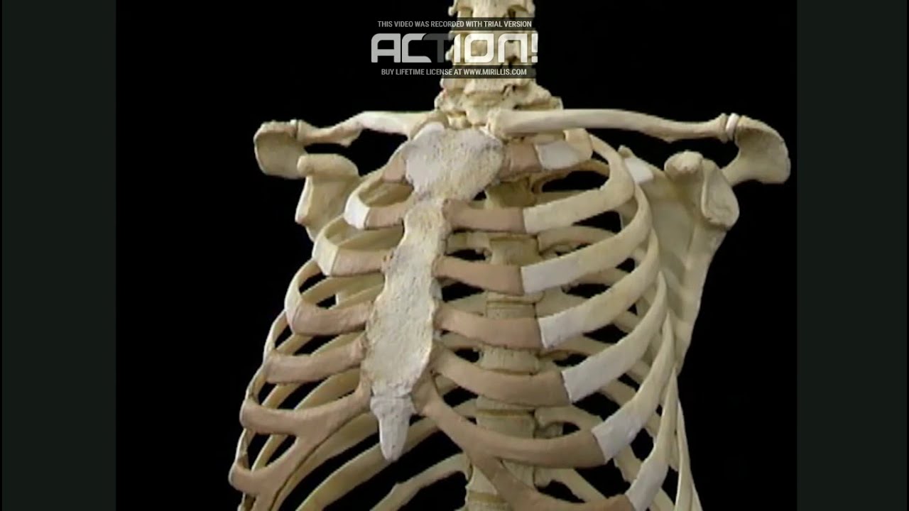 Primera costilla y clavícula - YouTube