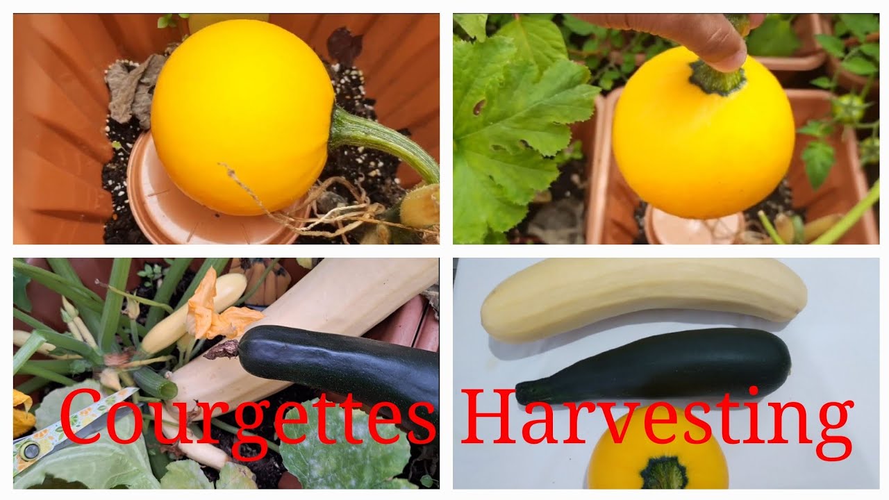 Shoker Bagan 2023 Different types of courgettes Harvesting - YouTube