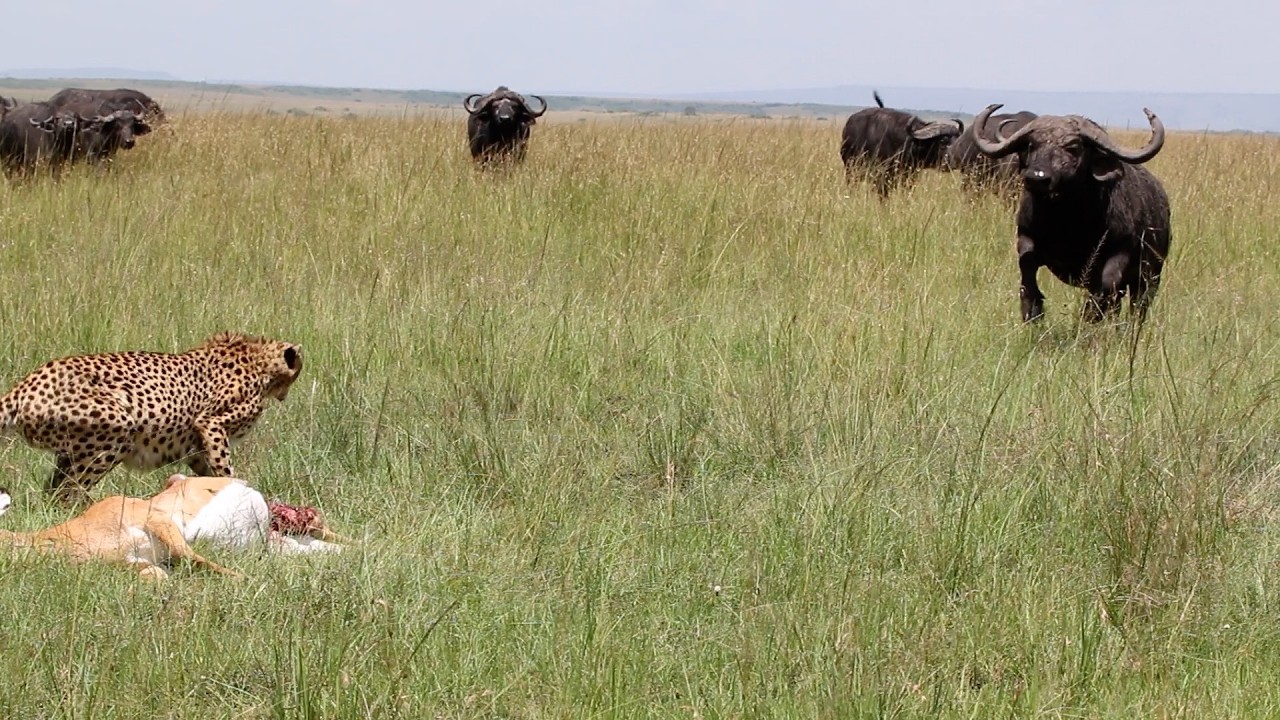 Buffalo wants to know what the cheetah is eating - YouTube
