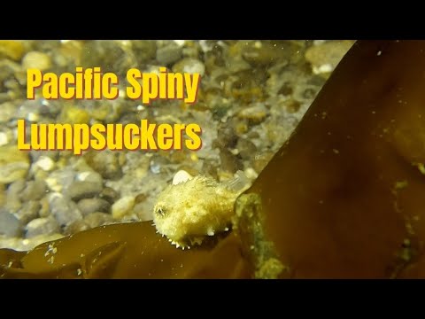 Finally Found 🐡 Pacific Spiny Lumpsuckers, GoPro Hero 10 Backscatter ...