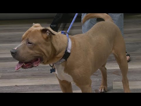 Pet on the Set: Furry Friends with Ragu, the dog! - YouTube