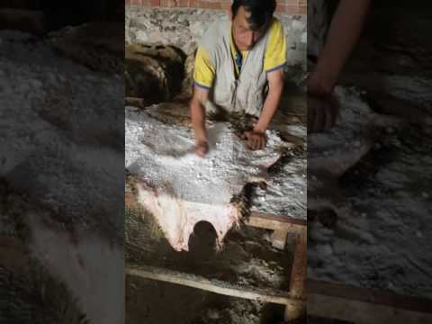 Kuzu derisi nasıl tuzlanır iste cevabı