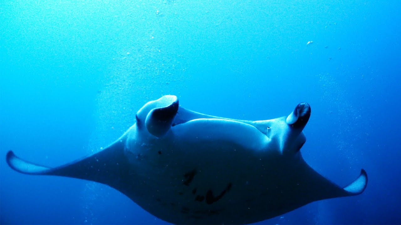 Manta! Manta! Manta! at Ari Atoll in Maldives - YouTube