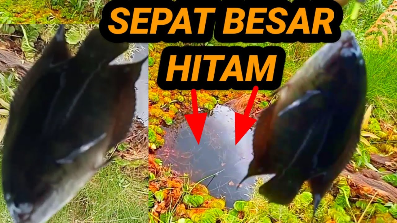 MANCING IKAN SEPAT DI RAWA - YouTube