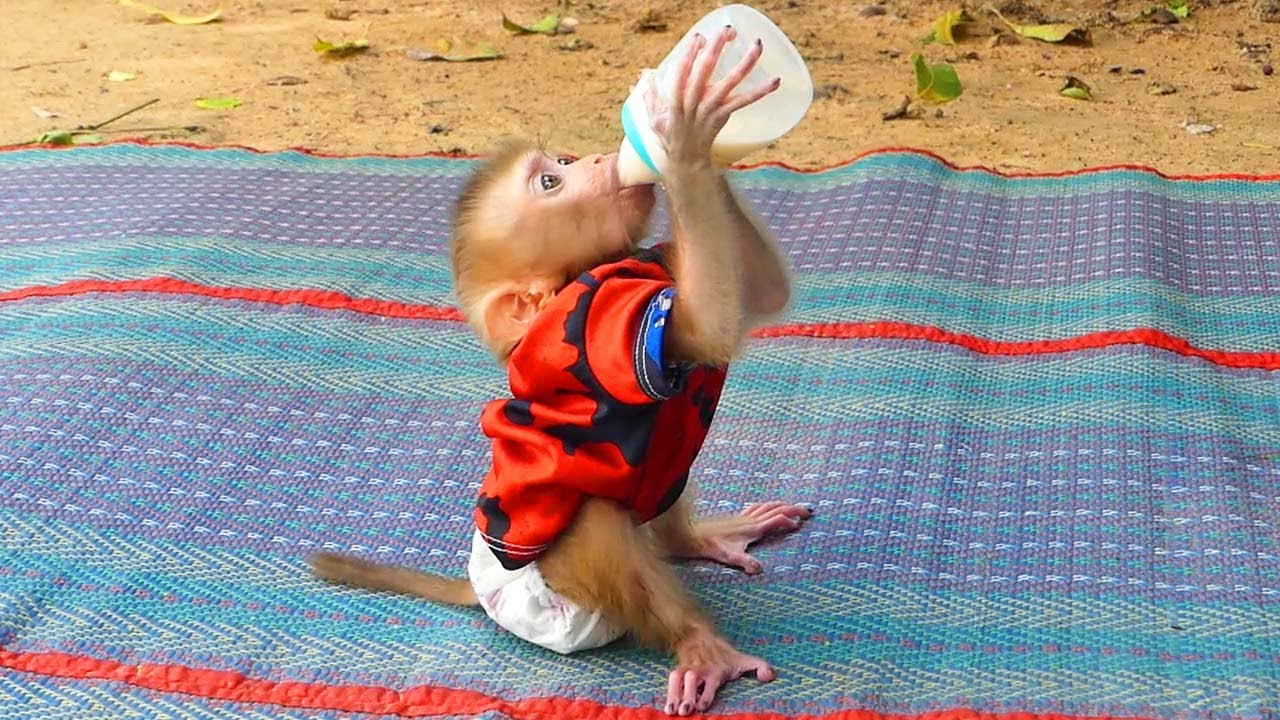 Most Cutest Pruno Professionally Drink Milk From A Bottle, Pruno ...