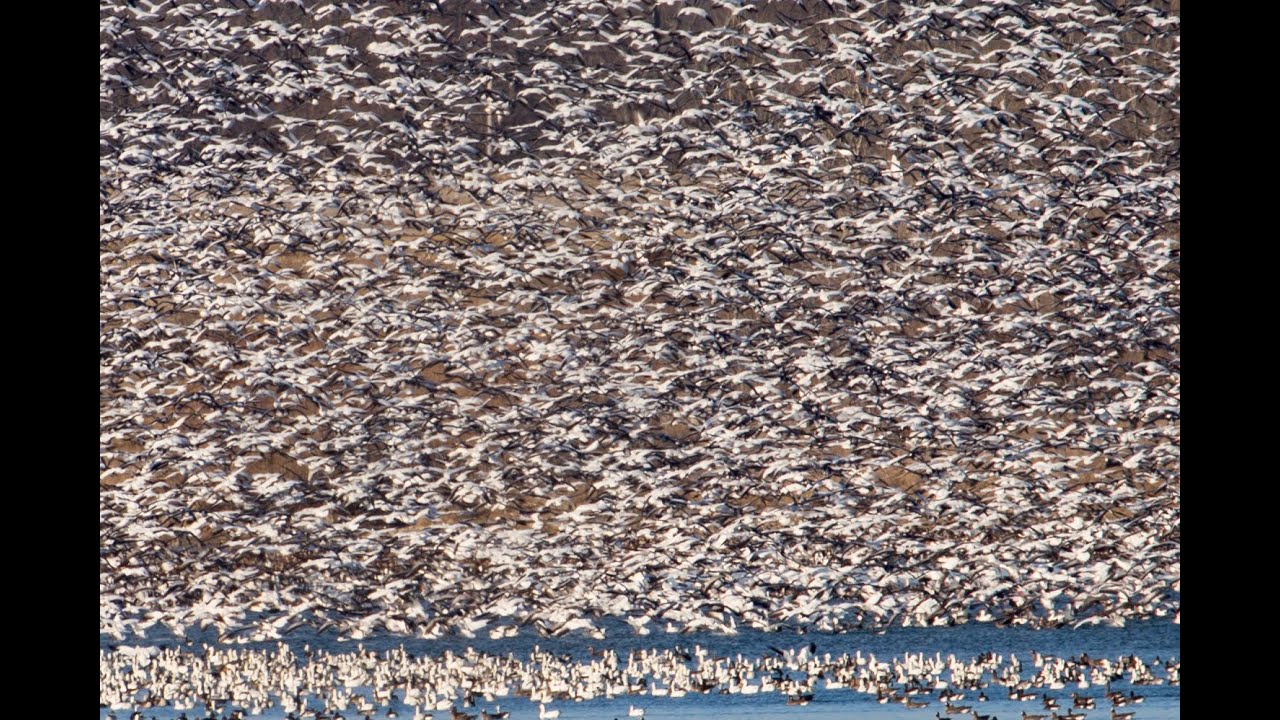Snow geese at Universal Mine in Indiana - YouTube