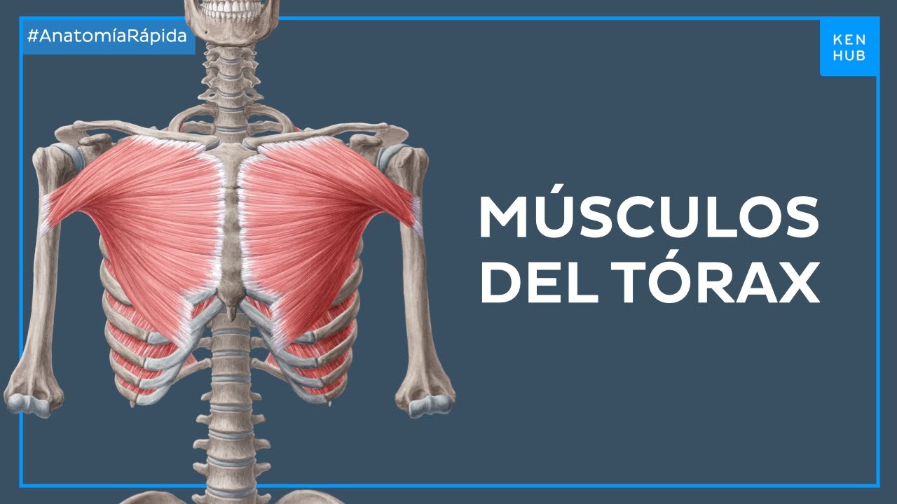 Músculos principales del tórax - Anatomía Fácil | Kenhub - YouTube