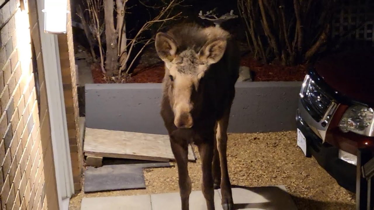 Moose Capades on a Friday night in Dawson Creek, B.C. - YouTube