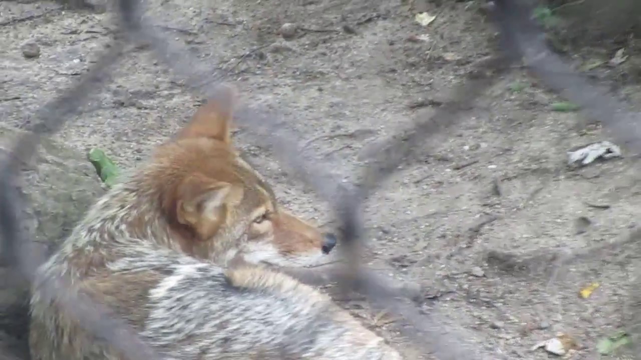Lazy Coyote Cosley Zoo Wheaton, IL 7-26-17 - YouTube