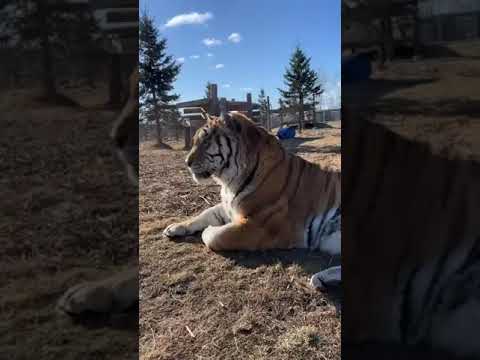 Join Judson and Olivia LIVE for a big cat breakfast 😋. || The Wildcat Sanctuary
