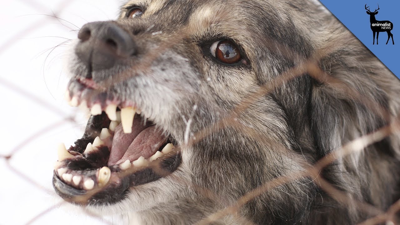 Do Kennels Give Dogs A Mental Breakdown YouTube do-kennels-give-dogs-a-mental-breakdown-youtube