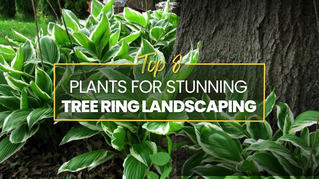 Top 8 Plants for a Stunning Tree Ring Garden - YouTube