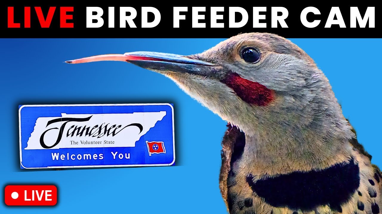 🔴BUSY Live Bird Feeder Cam | 📺WATCH Beautiful Birds Up Close (Partial ...
