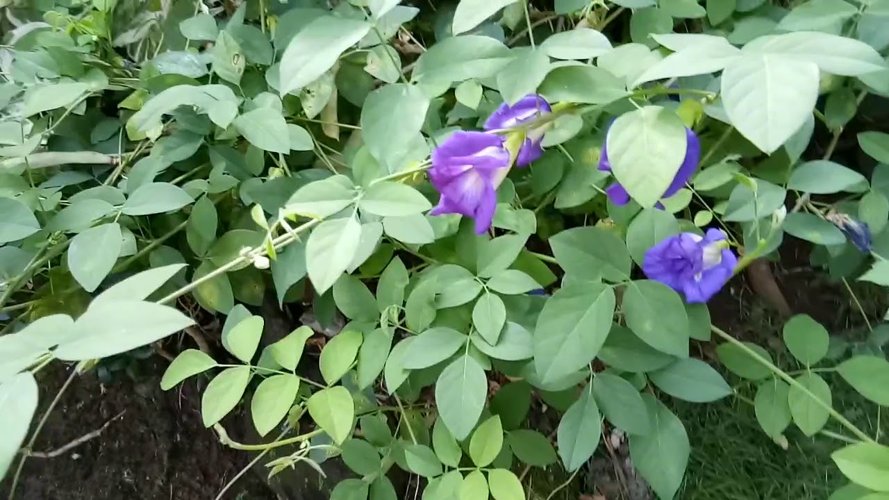 Blue Ternate/Blue butterfly Pea - YouTube