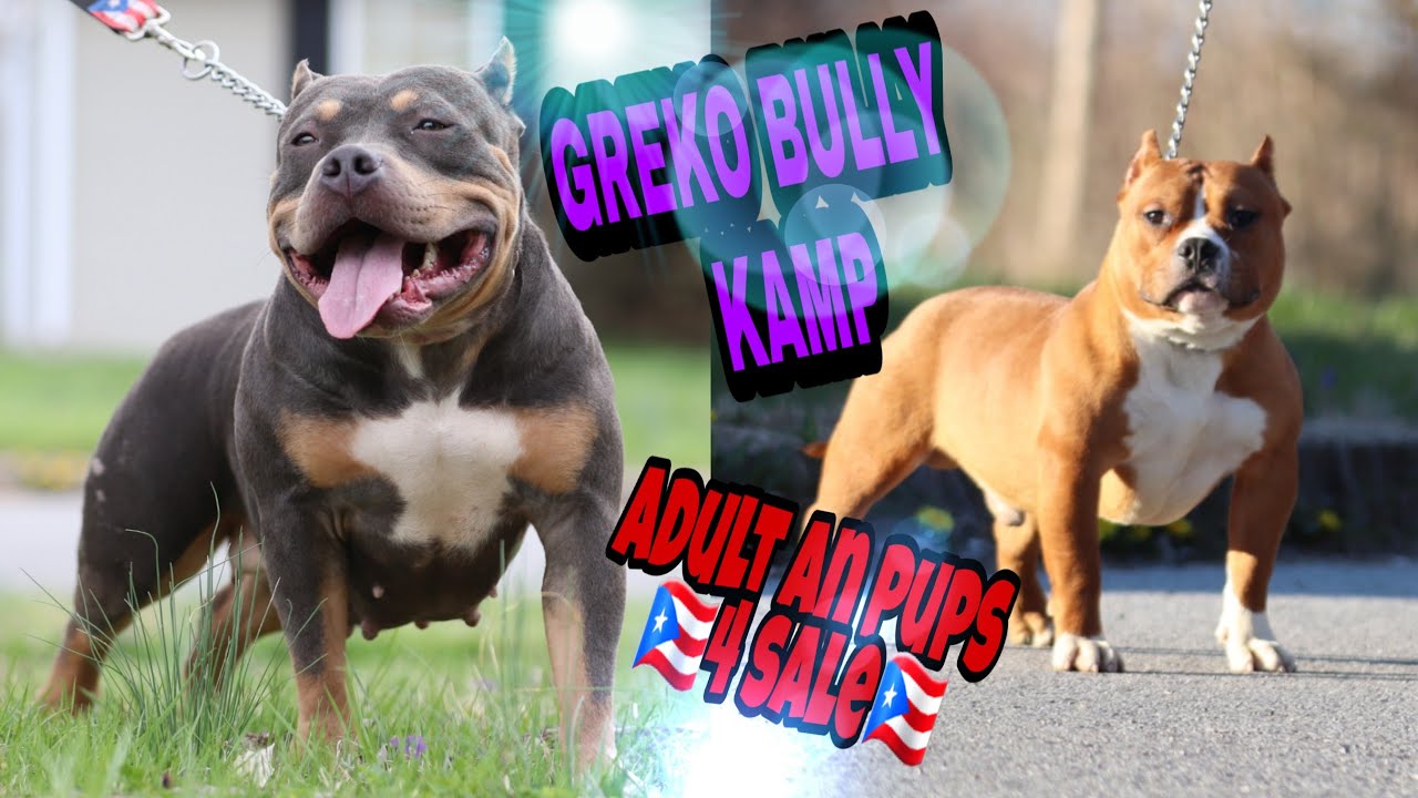 Puppy update greko bully kamp around 2 weeks an 1 week cupcake back up for grabs - YouTube