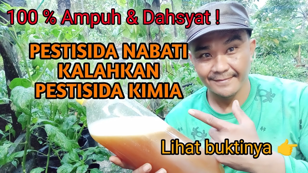 CARA MENGGUNAKAN PESTISIDA NABATI KETANAMAN MENGALAHI PESTISIDA KIMIA ...